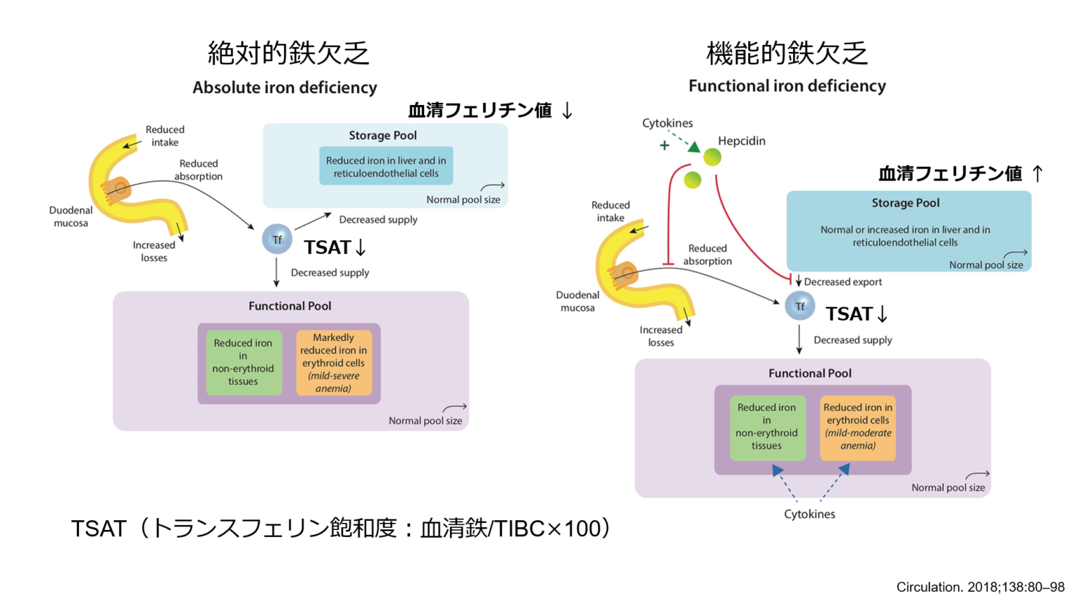 心腎貧血症候群WEBセミナー ～今見直される鉄欠乏の重要性～：たちばな台日記 〜スタッフブログ〜｜たちばな台クリニック